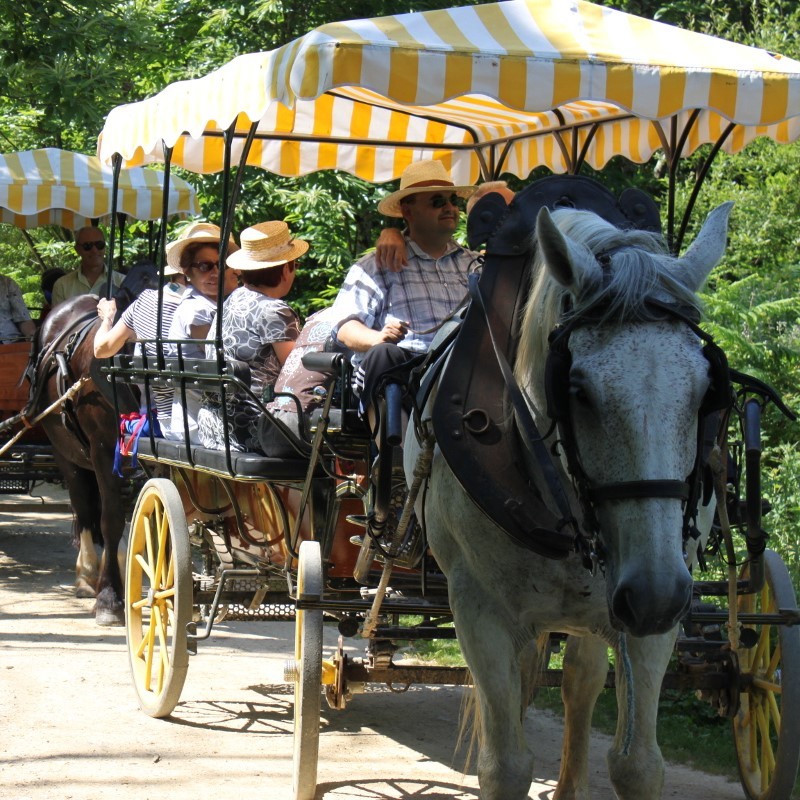 Journée Périgord en Calèche